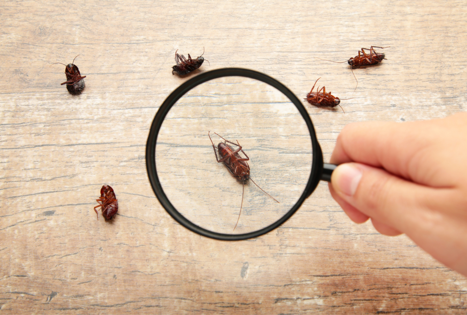What Pests Can Do to Your Home – Bradley Home Inspections